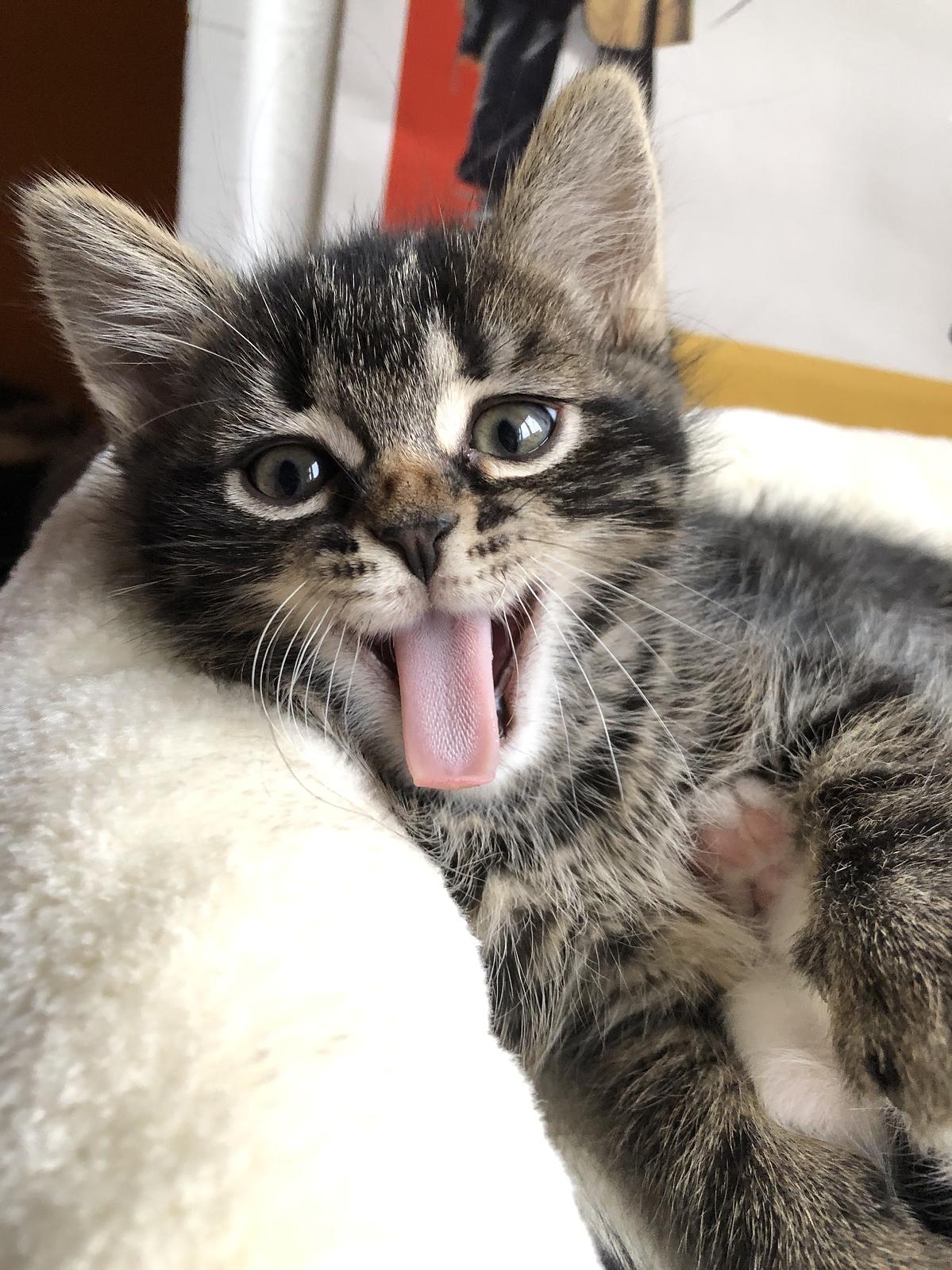 Lenny (Moritz) | Katzenhaus-Freunde