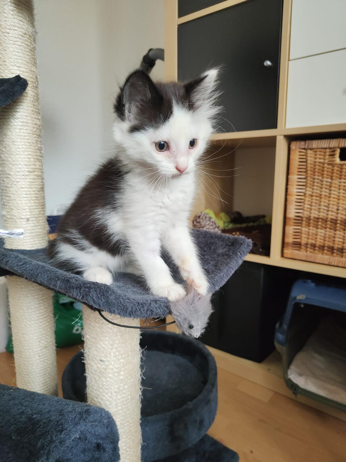 Loki (Fynn) | Katzenhaus-Freunde