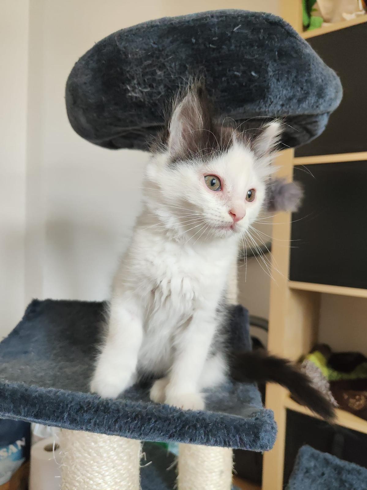 Loki (Fynn) | Katzenhaus-Freunde