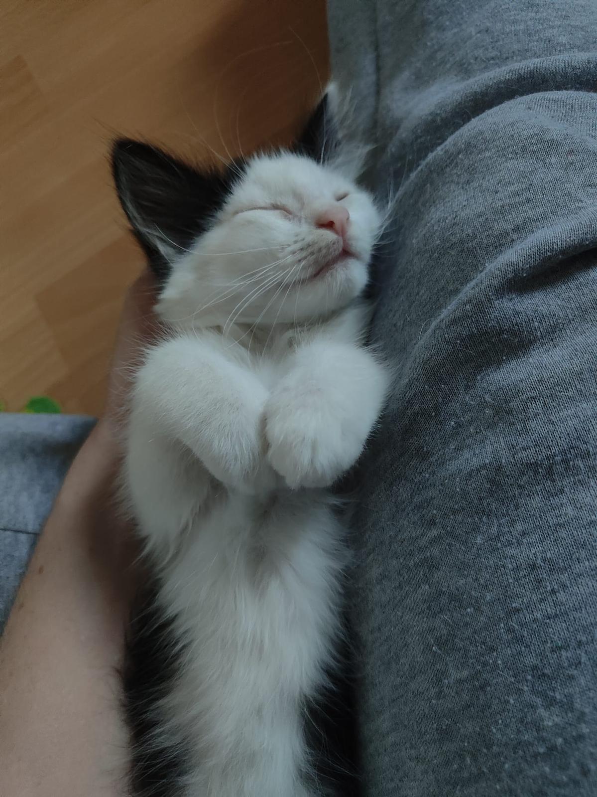 Loki (Fynn) | Katzenhaus-Freunde