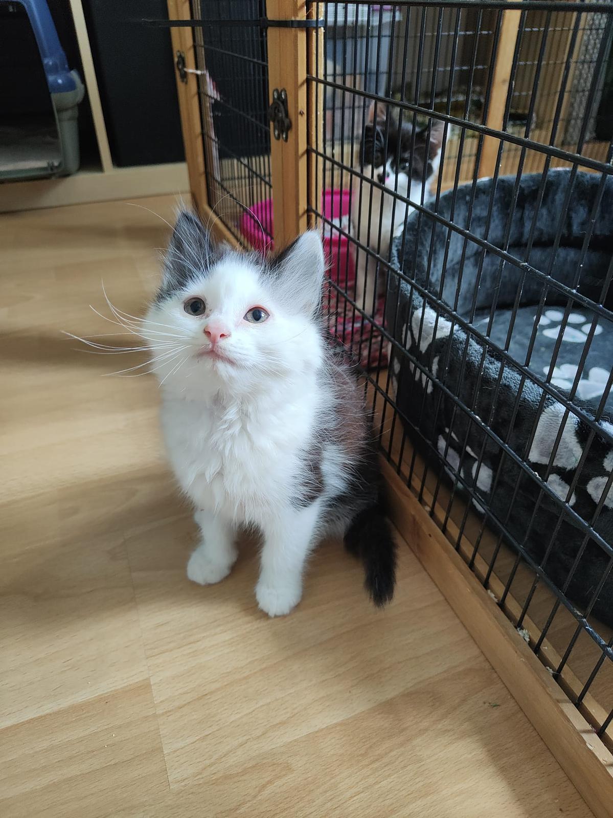 Loki (Fynn) | Katzenhaus-Freunde