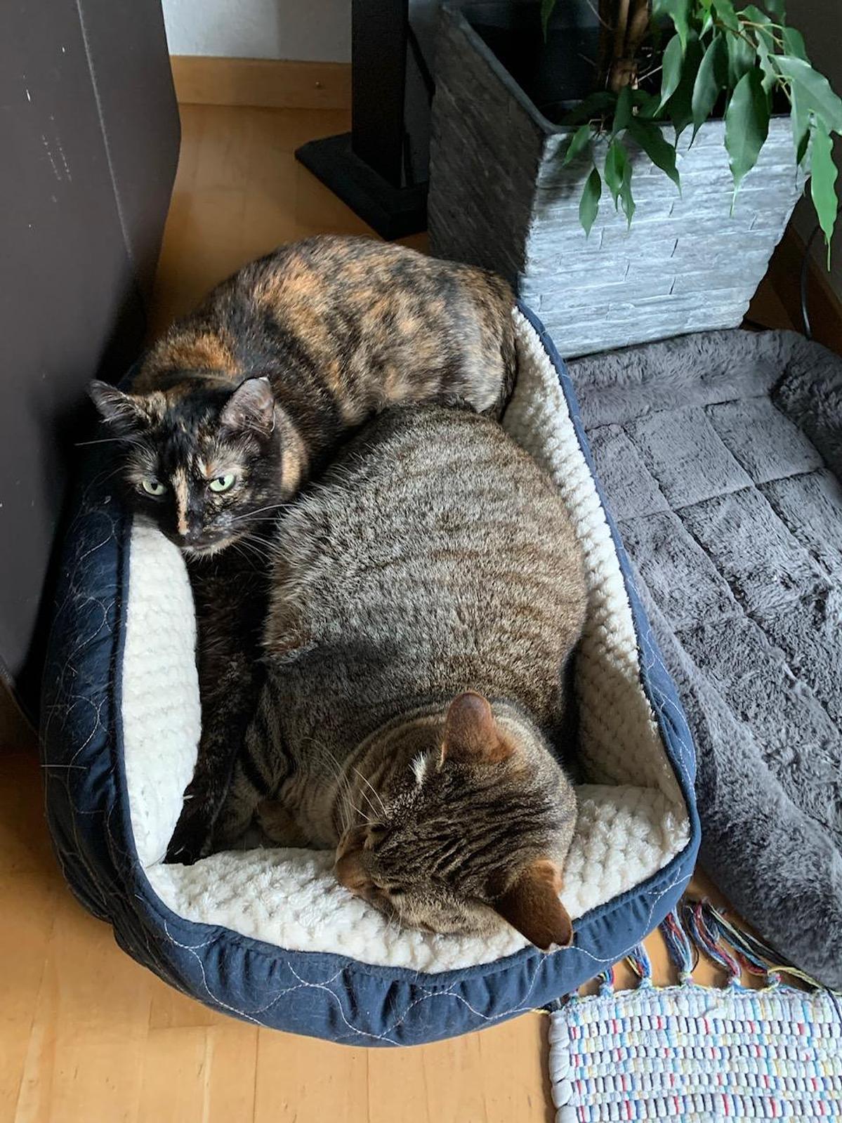 Hendrix (Kater) & Mala (Kätzin) | Katzenhaus-Freunde